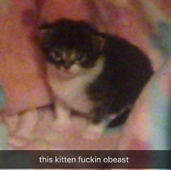 this kitten obeast Discord Sticker