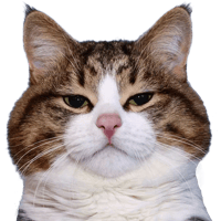 Cute Cat #6 Discord Sticker