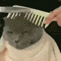 stfu cat getting a haircut rn Discord Sticker