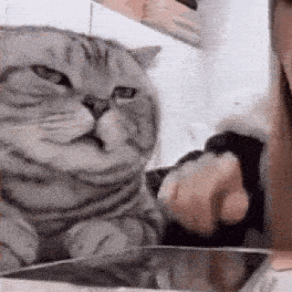 irritated cat Discord Sticker