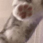 stfu paigon Discord Sticker