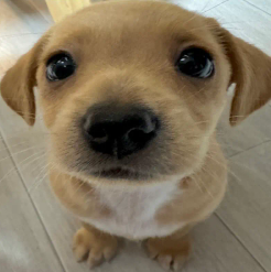 doguinho Discord Sticker