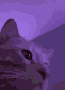 Rave Discord Stickers