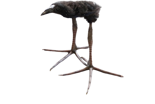 DAYUMM Discord Sticker