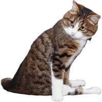 Cute Cat #4 Discord Sticker