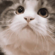 agreed Discord Sticker