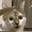 Shock - Sticker Pack