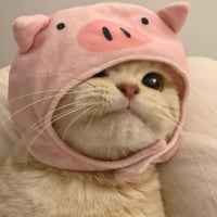 Cute Cat #3 Discord Sticker