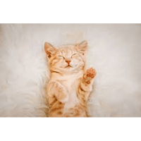 Cute Cat #5 Discord Sticker