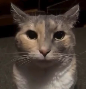 1000 yard stare Discord Sticker