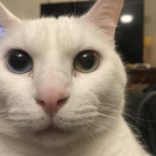 goop Discord Sticker