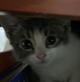 Ooooooooo Discord Sticker